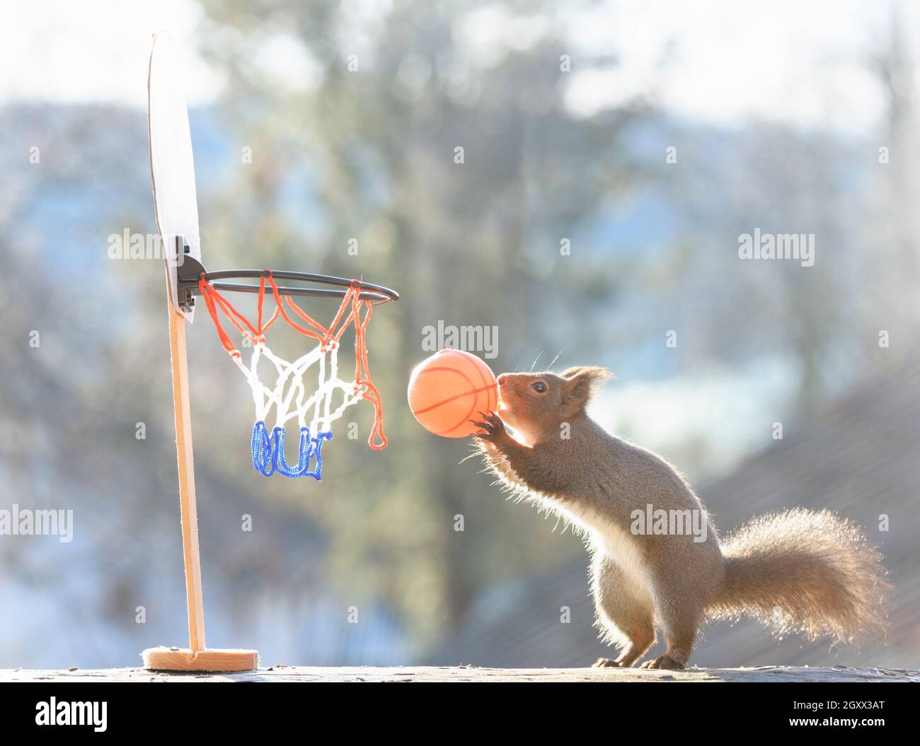 red squirrel with an basketball and a backboard Stock Photo - Alamy