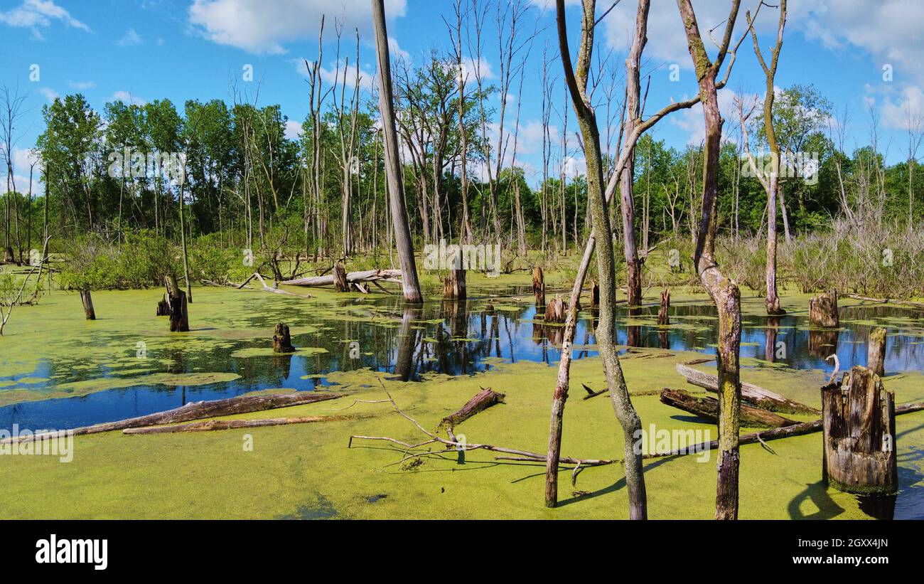 Tree trunks sticking out of vast swamp covered in green algae Stock ...