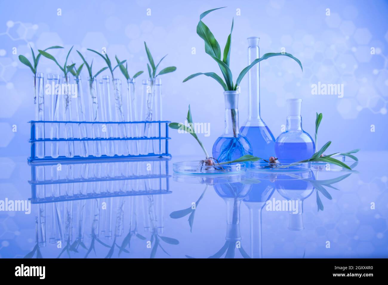 Plant laboratory experimental, Chemical glassware Stock Photo - Alamy