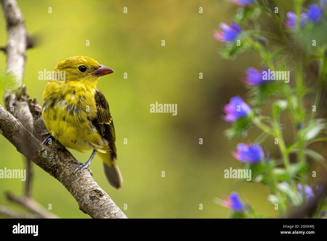 Scarlet tanager flight hi-res stock photography and images - Alamy