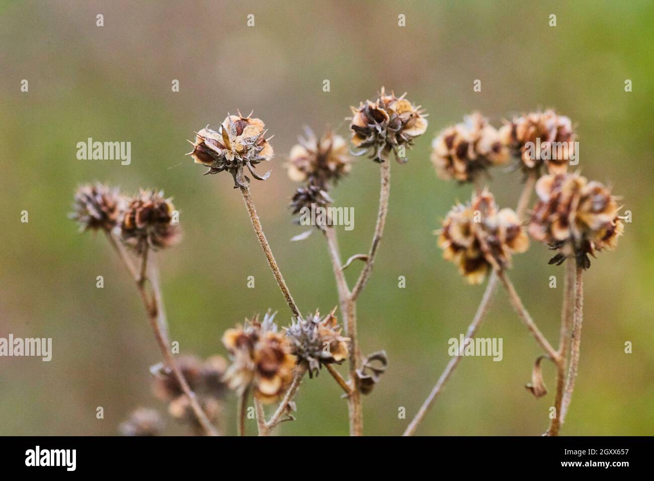 Macro of plant in fall seeding with brown and soft green background ...