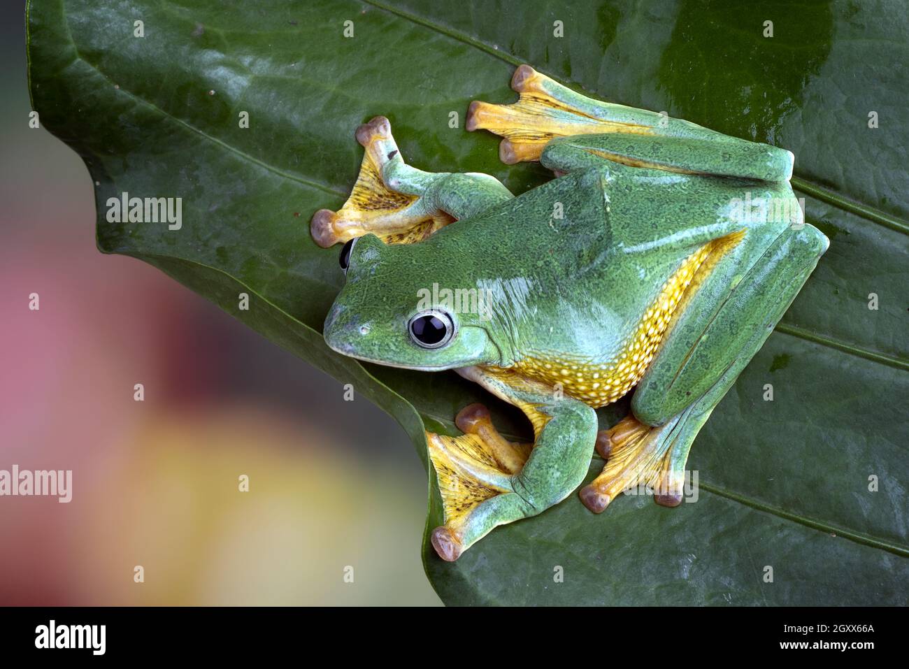 Green female flying tree frog sitting on a leaf, Indonesia Stock Photo ...