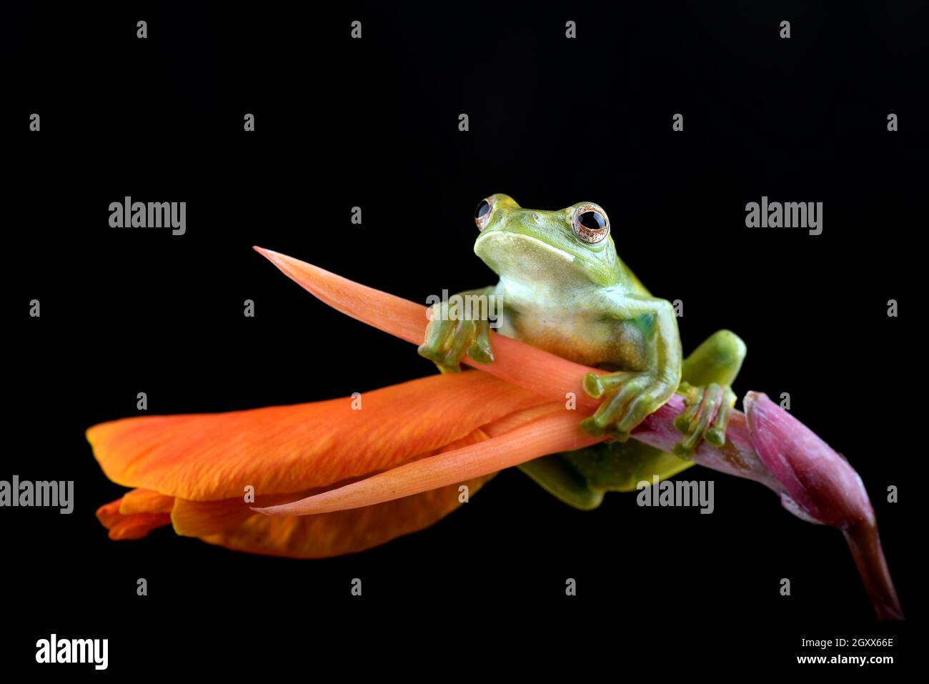 Malayan tree frog sitting on a flower, Indonesia Stock Photo - Alamy