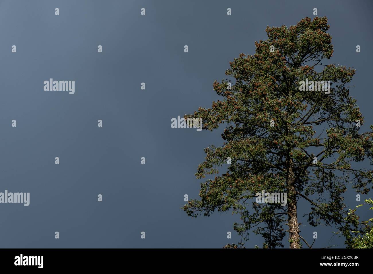 Trees With Grey Storm Clouds Background and No People On A Stormy ...