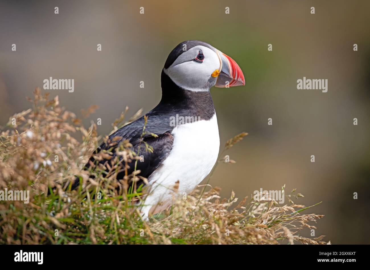 The atlantic puffin lives on the ocean and comes for nesting and ...