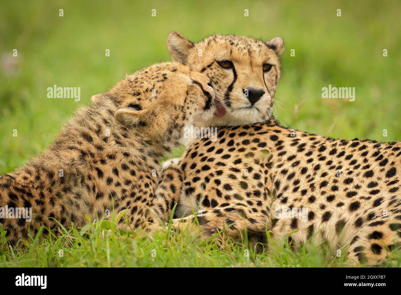 Close-up of cub grooming cheetah lying down Stock Photo - Alamy