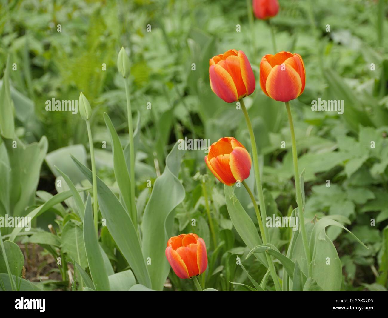 Big red tulips bloom in the garden in spring Stock Photo - Alamy