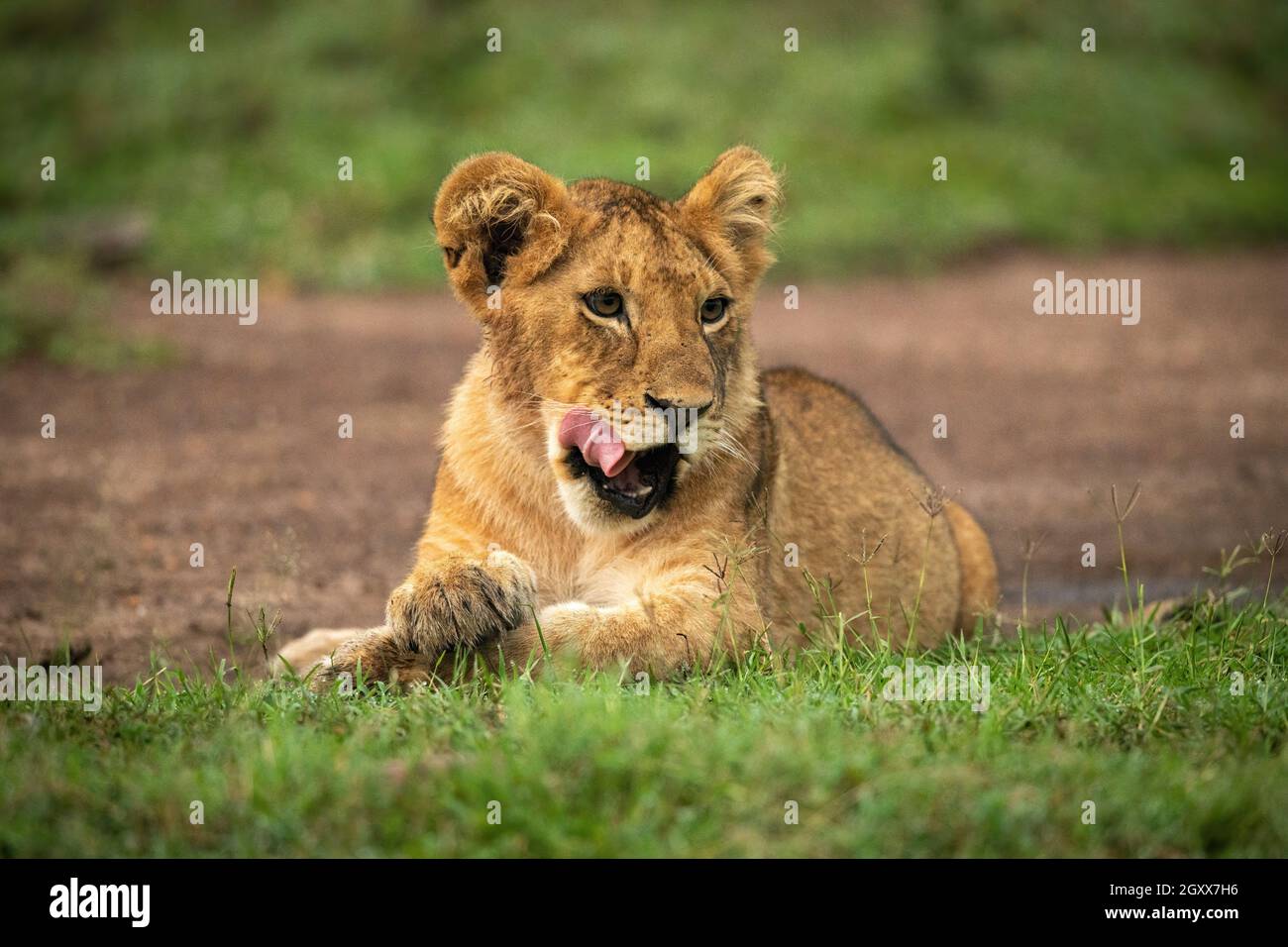 Close-up of lion cub lying licking lips Stock Photo - Alamy