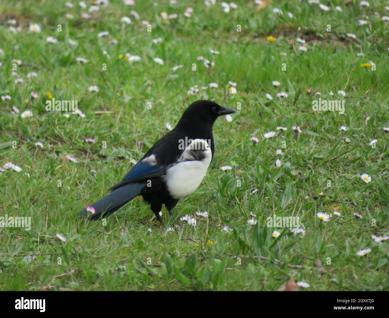beautiful magpie black white bird flight animal beak Stock Photo - Alamy