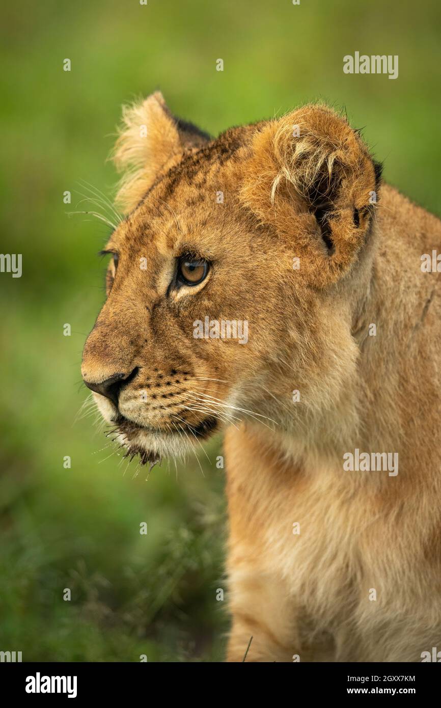 Left facing lion hi-res stock photography and images - Alamy