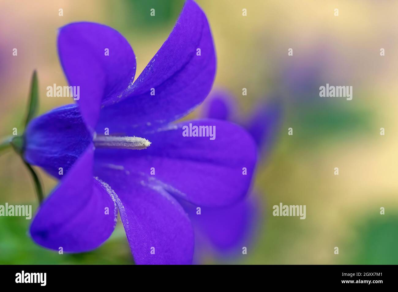 One blooming blue bellflower closeup. Horizontally Stock Photo - Alamy