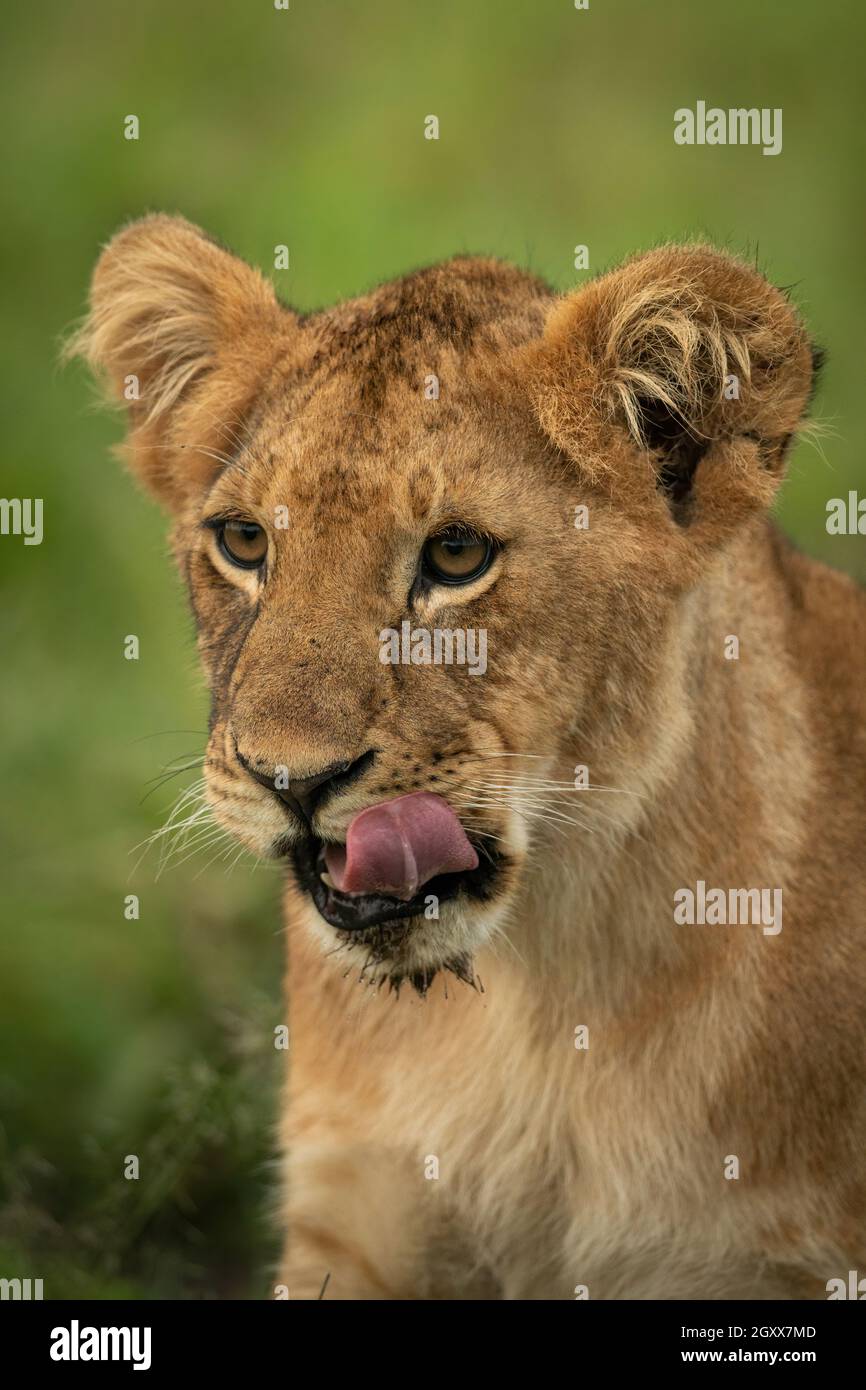 Lion lip hi-res stock photography and images - Alamy