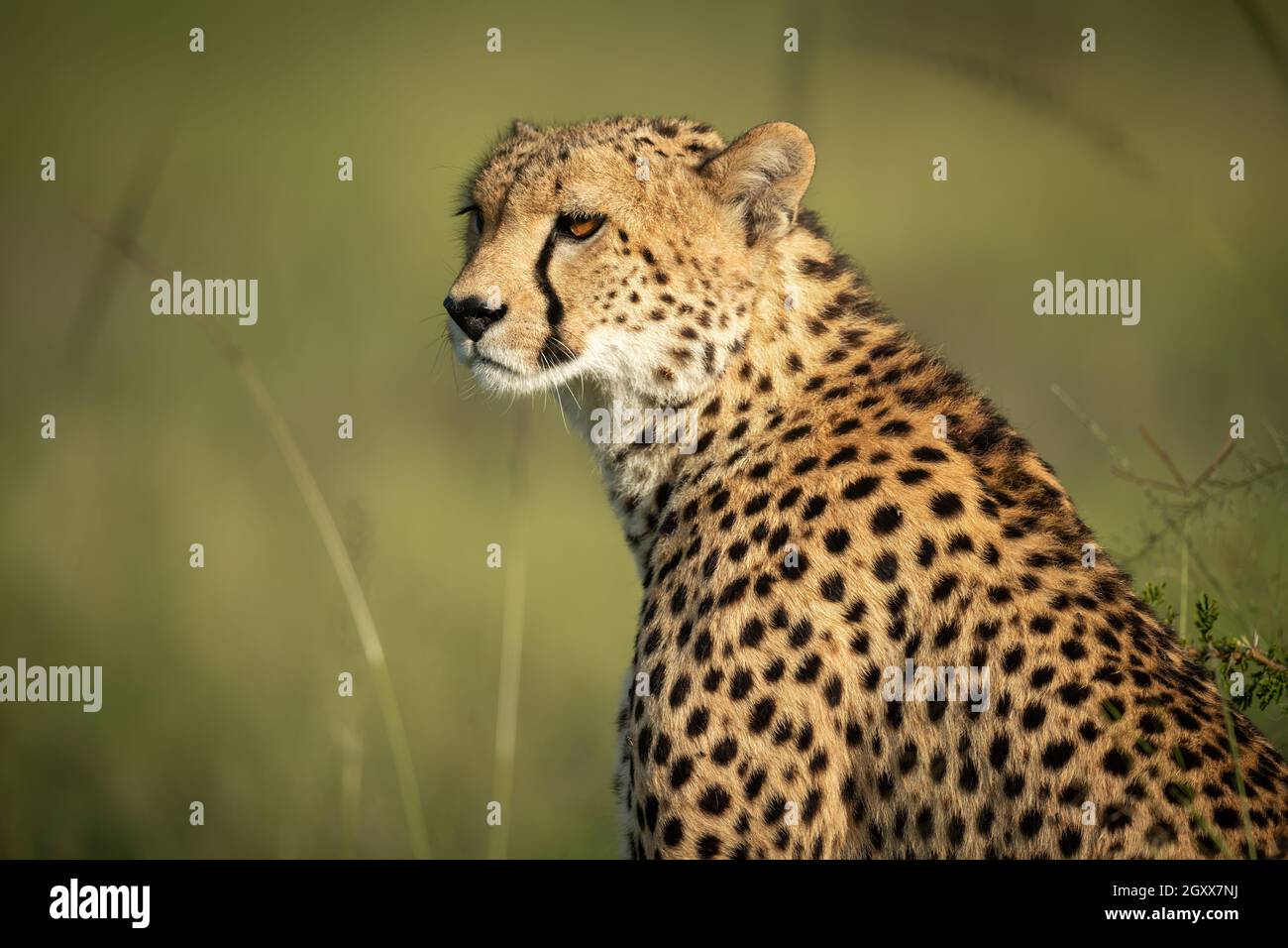 Close-up of cheetah sitting in tall grass Stock Photo - Alamy