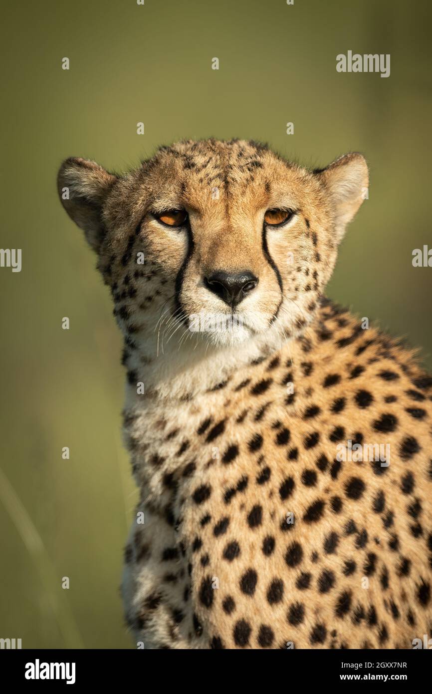 Close-up of cheetah sitting with turned head Stock Photo - Alamy