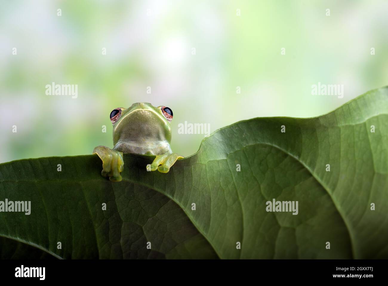 Peeking frog hi-res stock photography and images - Alamy