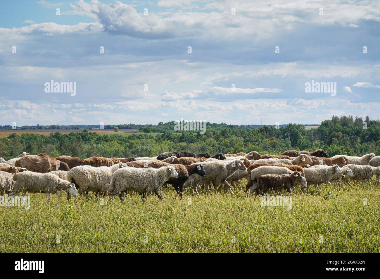Sheep run field hi-res stock photography and images - Alamy