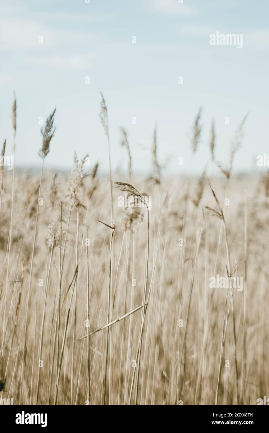 cereal spikes in the sun Stock Photo - Alamy