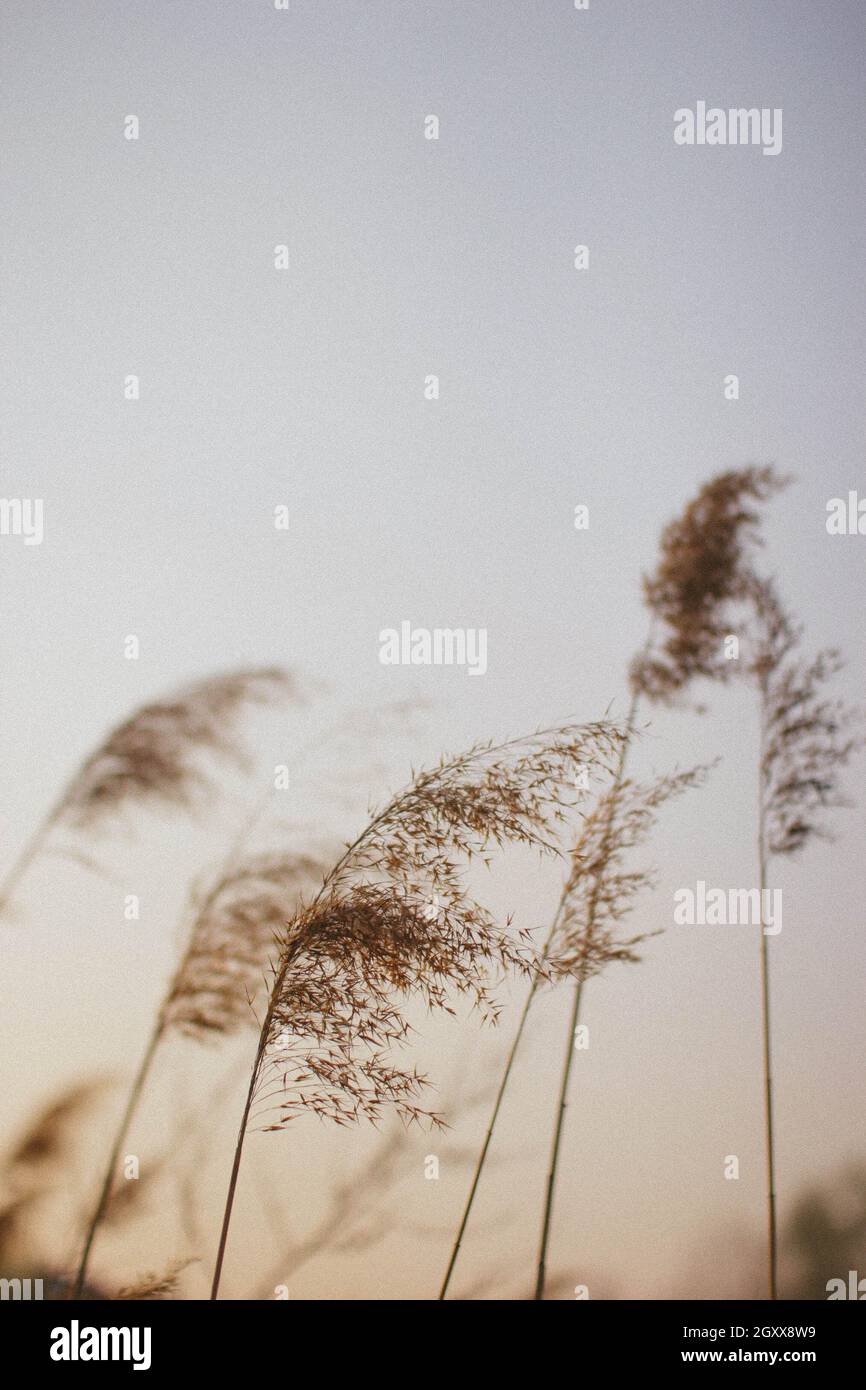 cereal spikes in the sun Stock Photo - Alamy