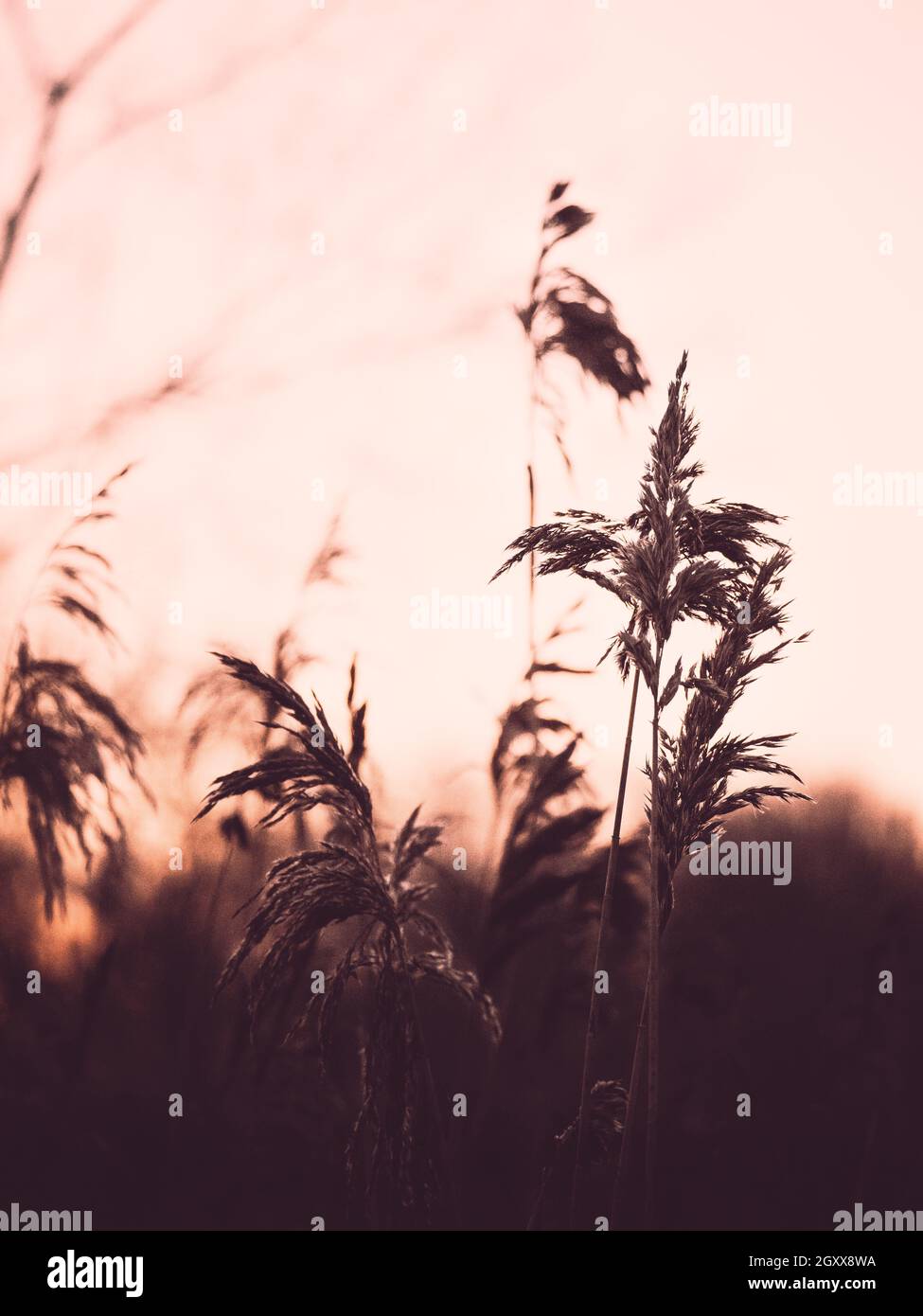 cereal spikes in the sun Stock Photo - Alamy