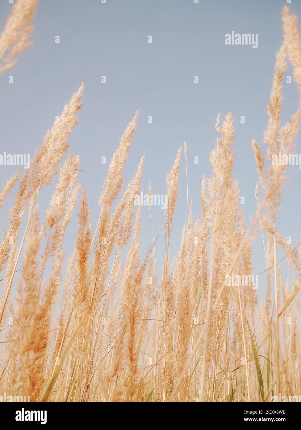 cereal spikes in the sun Stock Photo - Alamy