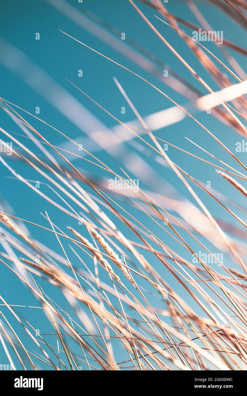 cereal spikes in the sun Stock Photo - Alamy