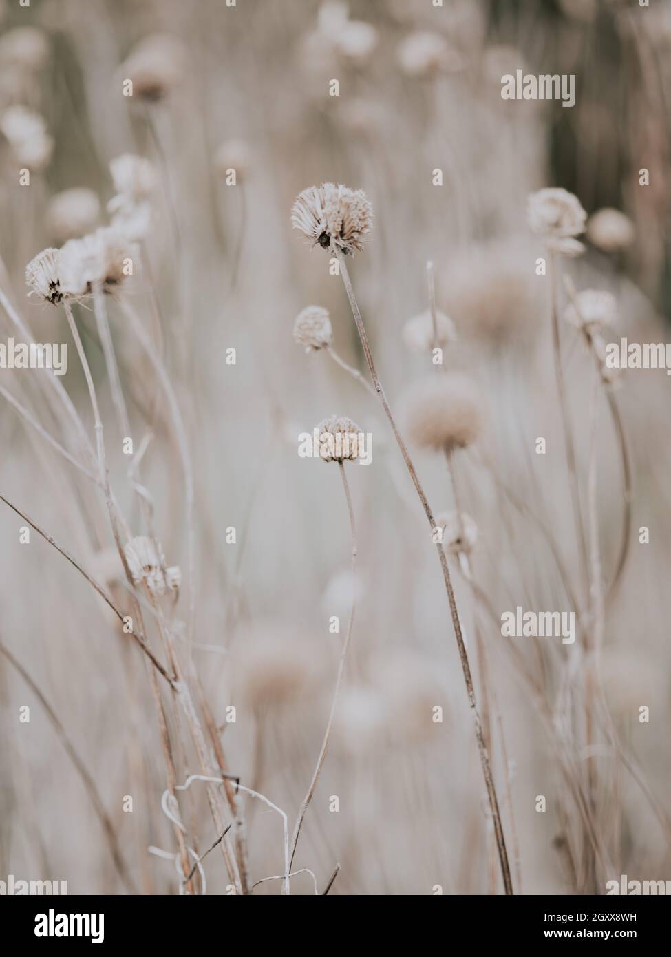 cereal spikes in the sun Stock Photo - Alamy
