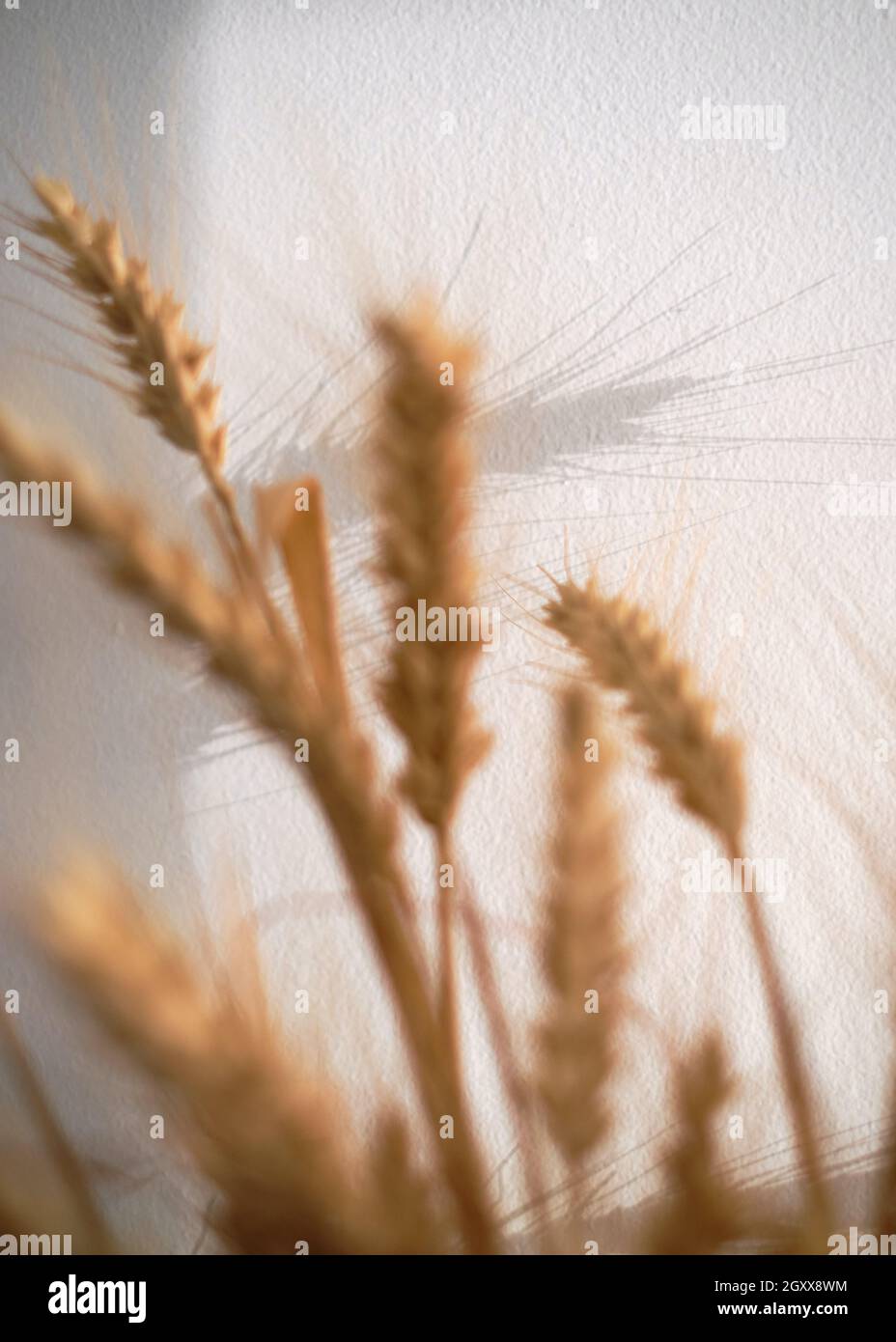 cereal spikes in the sun Stock Photo - Alamy