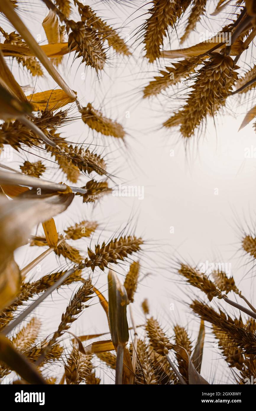 cereal spikes in the sun Stock Photo - Alamy