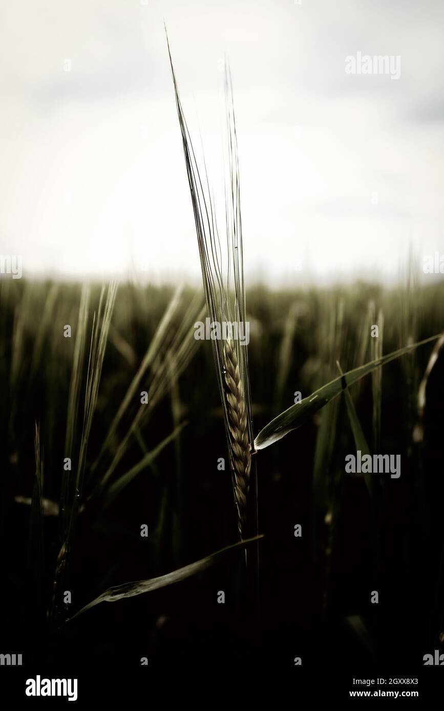 cereal spikes in the sun Stock Photo - Alamy