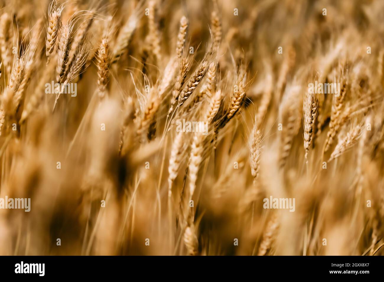 cereal spikes in the sun Stock Photo - Alamy