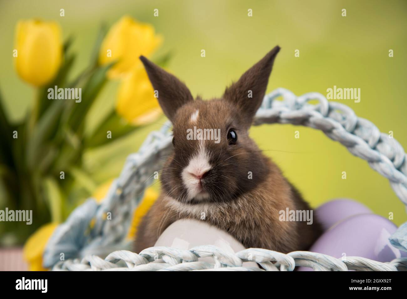 Hopping rabbits hi-res stock photography and images - Alamy