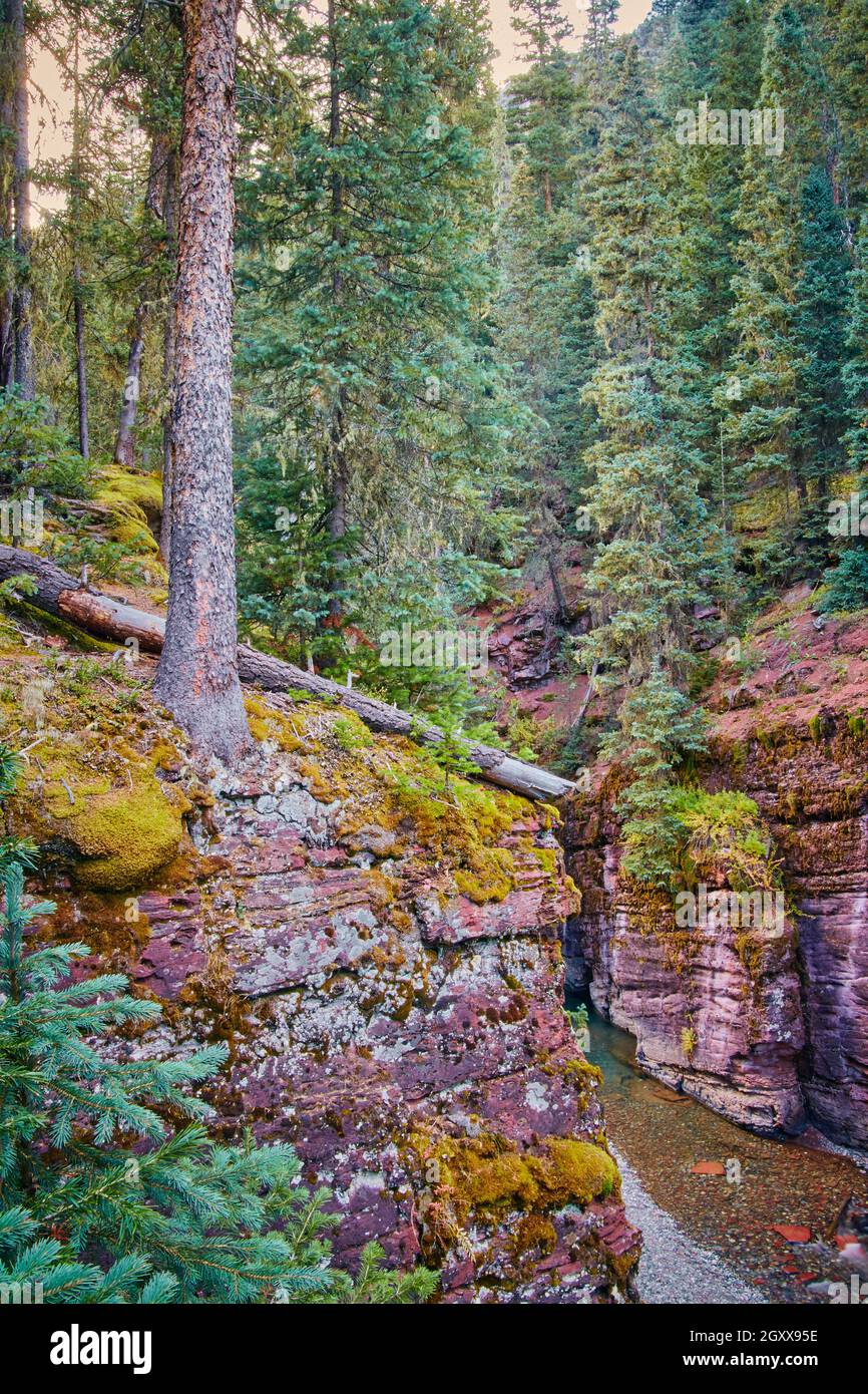 Pine covered gorge hi-res stock photography and images - Alamy