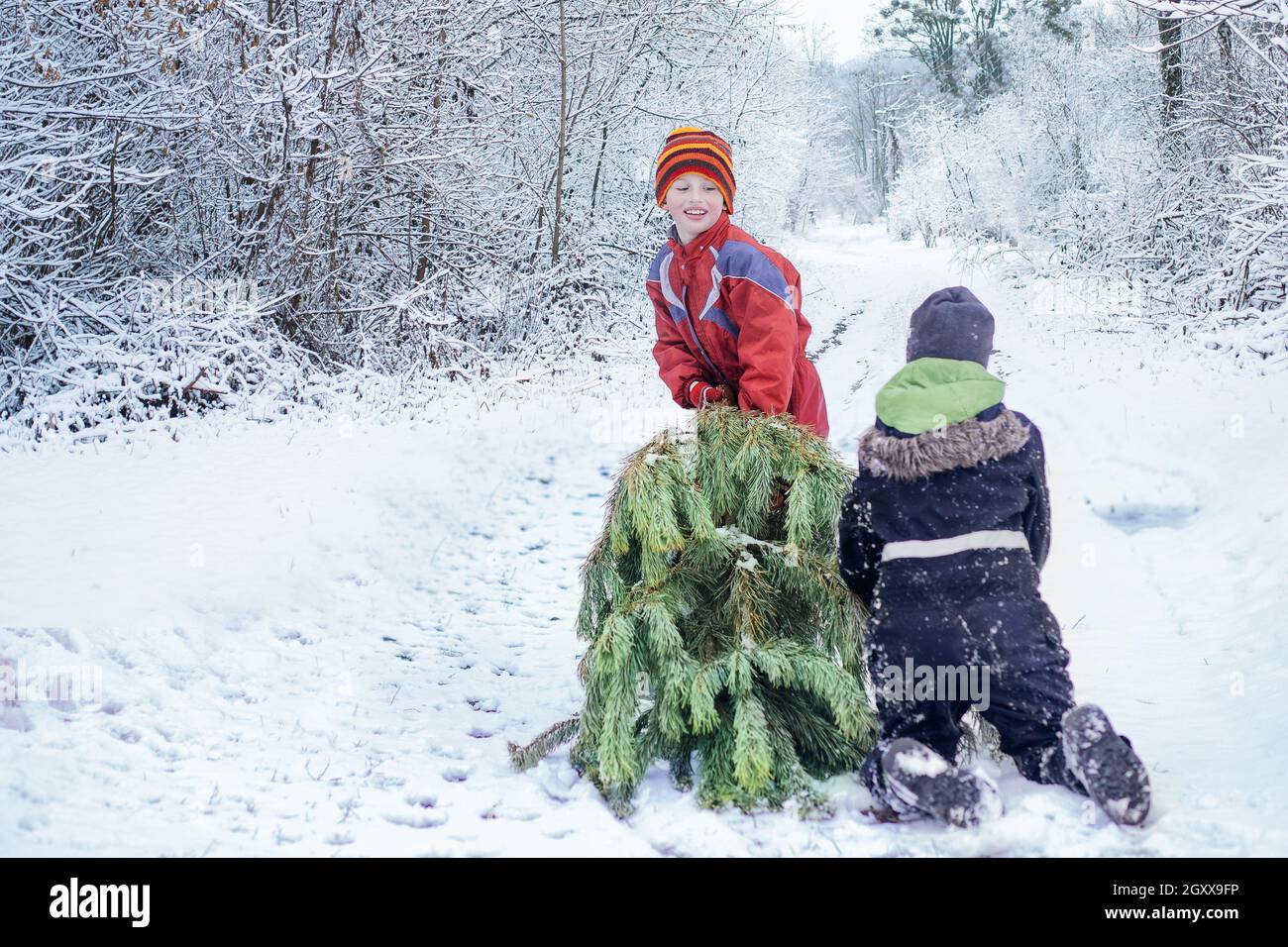 Two boys are pulling an old Christmas tree for knut from woods in snow ...