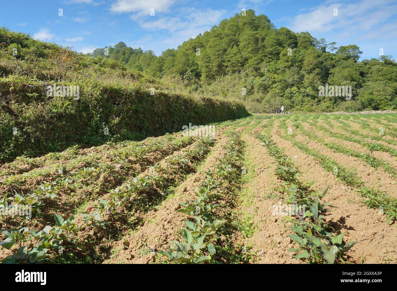View of yam farm in a rural area in Benguet, Philippines, Southeast ...