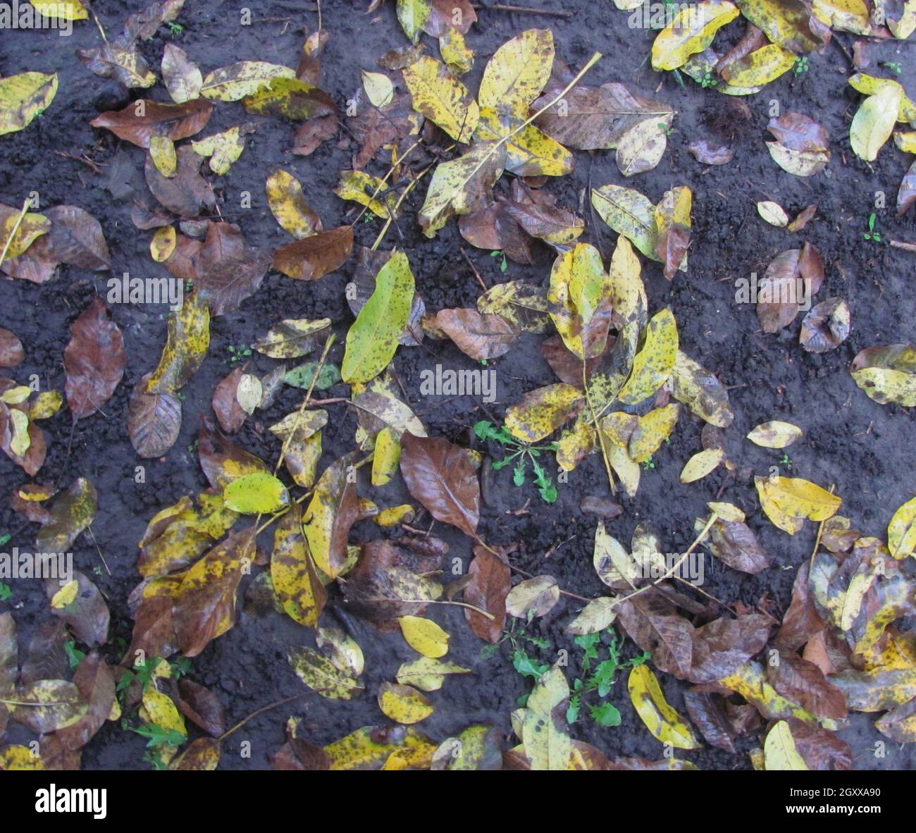 wet fallen leaves lie on the ground - autumn background Stock Photo - Alamy