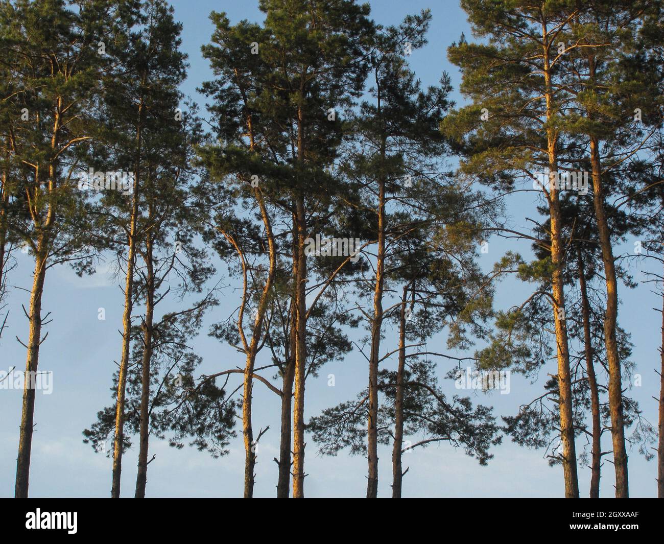 pine trees on sky background Stock Photo - Alamy