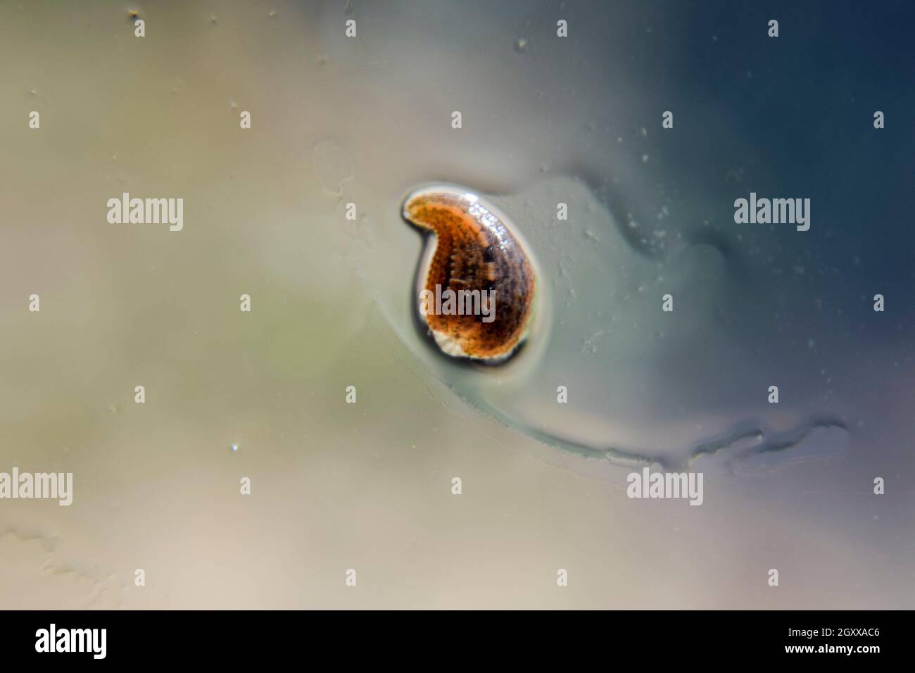 Leech on the glass. Bloodsucking animal. subclass of ringworms from the ...