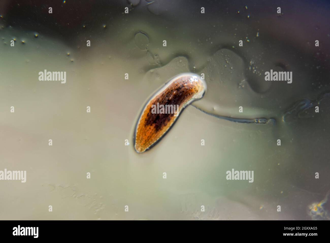 Leech on the glass. Bloodsucking animal. subclass of ringworms from the ...