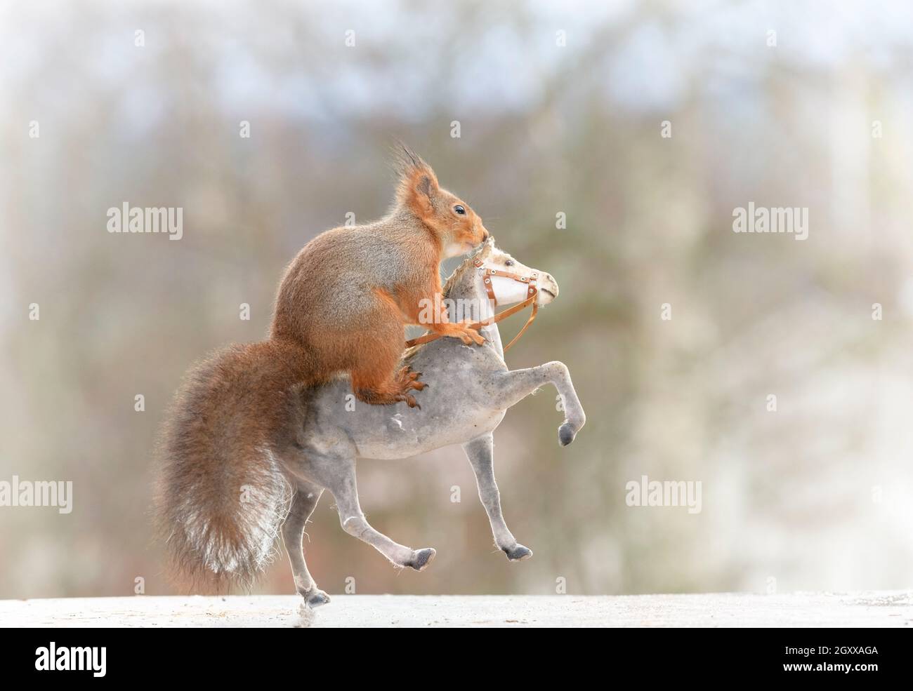 red squirrel riding on a horse Stock Photo - Alamy