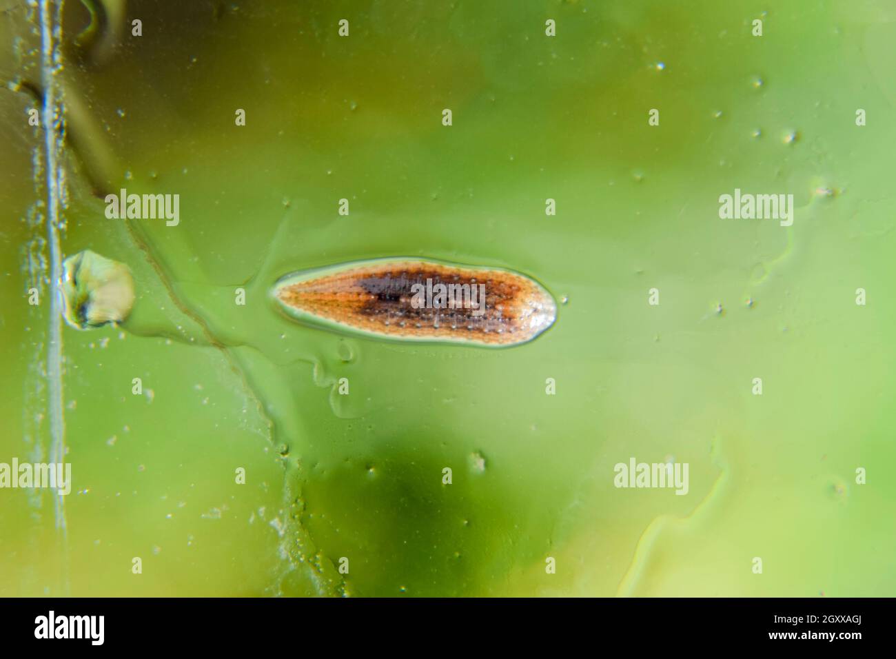 Leech on the glass. Bloodsucking animal. subclass of ringworms from the ...