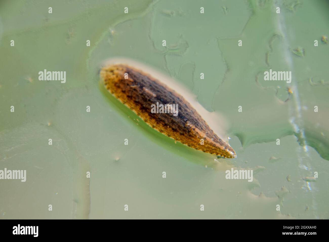 Blood fluke worm hi-res stock photography and images - Alamy