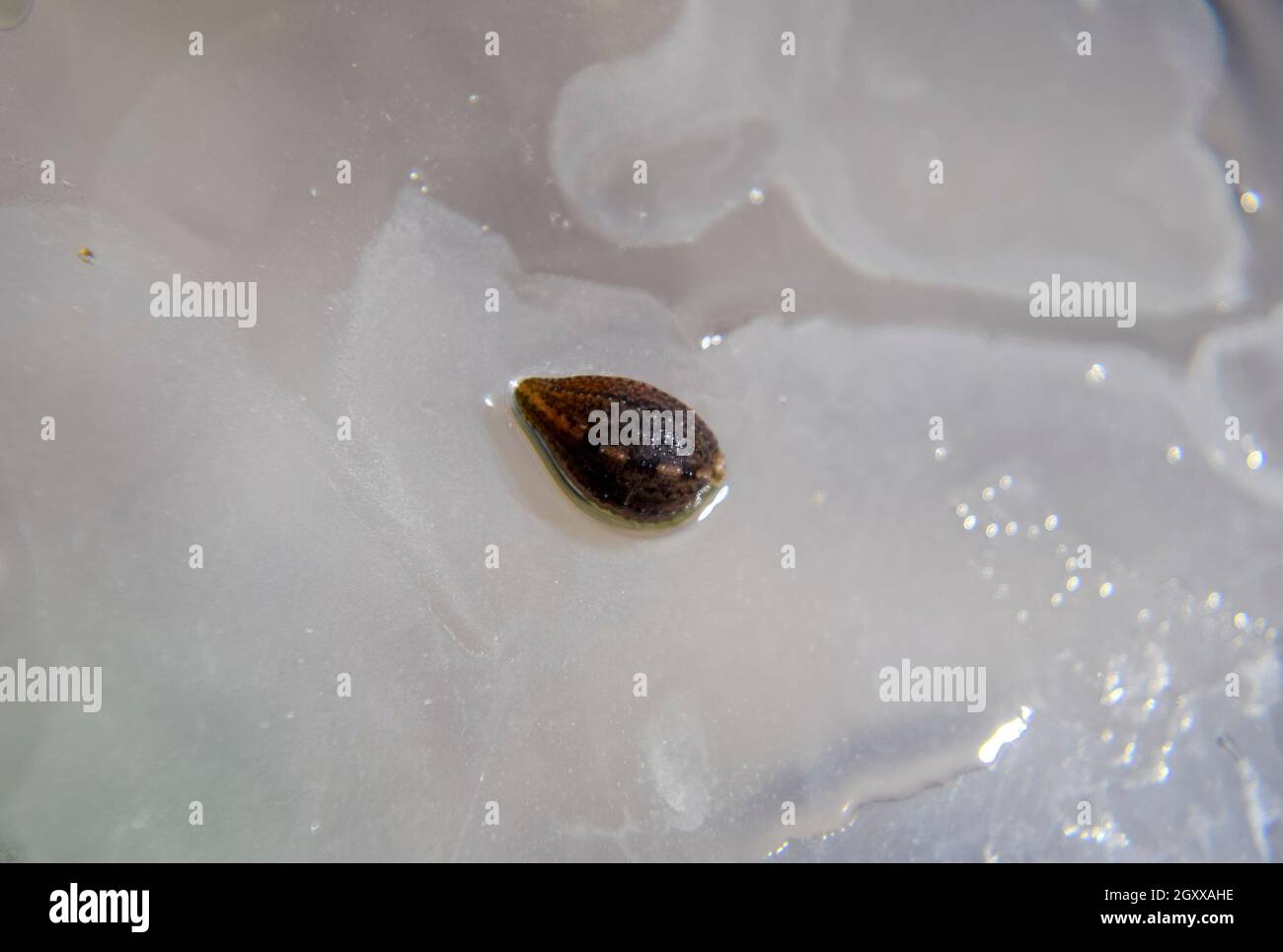 Leech on the glass. Bloodsucking animal. subclass of ringworms from the ...