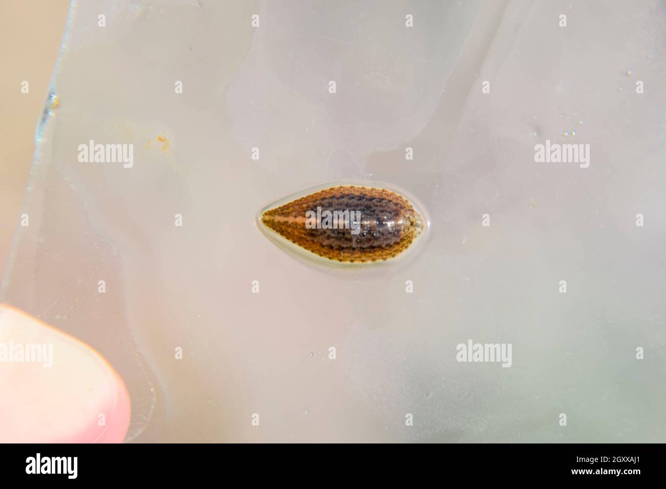 Leech on the glass. Bloodsucking animal. subclass of ringworms from the ...