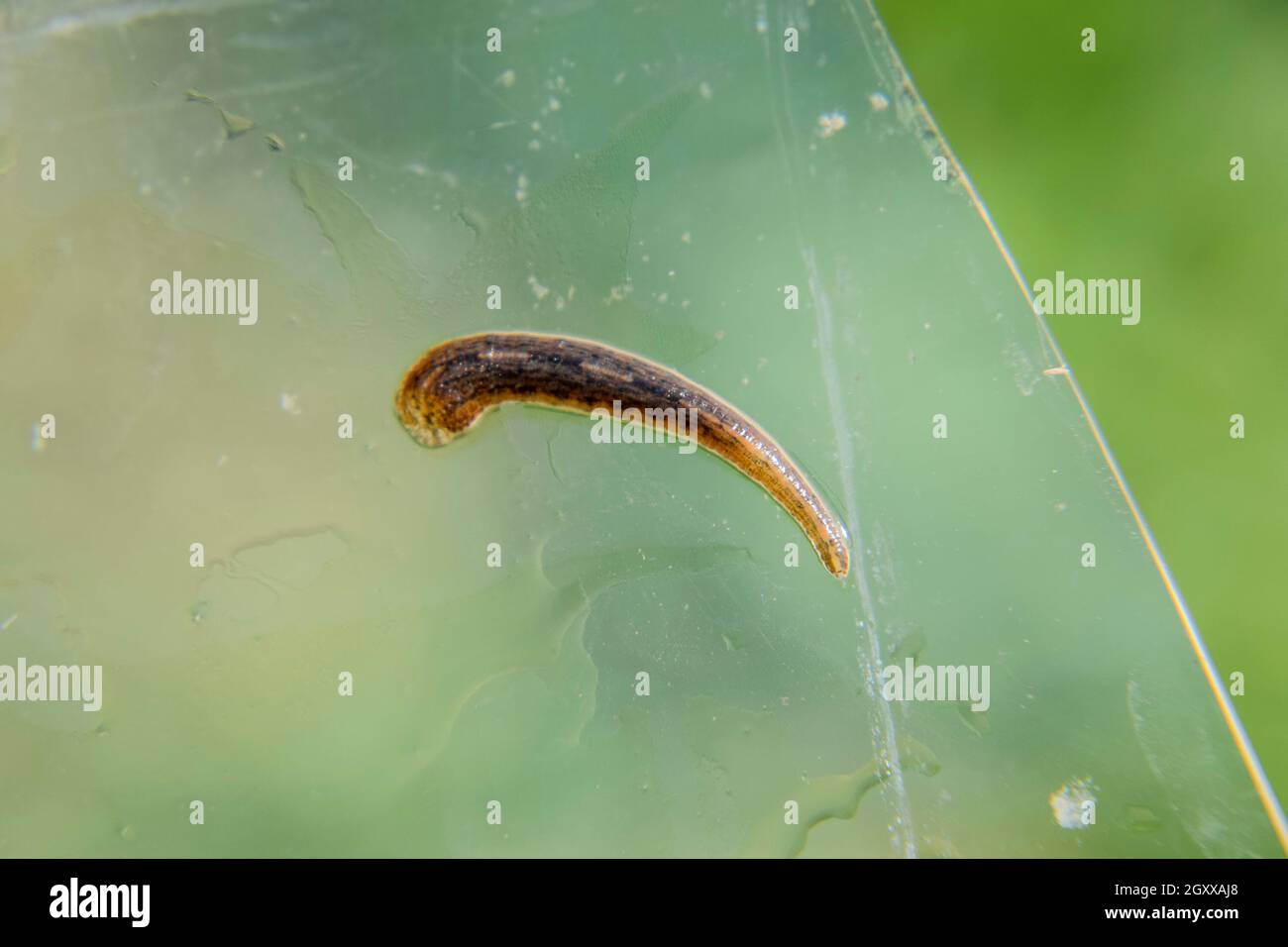 Blood fluke worm hi-res stock photography and images - Alamy
