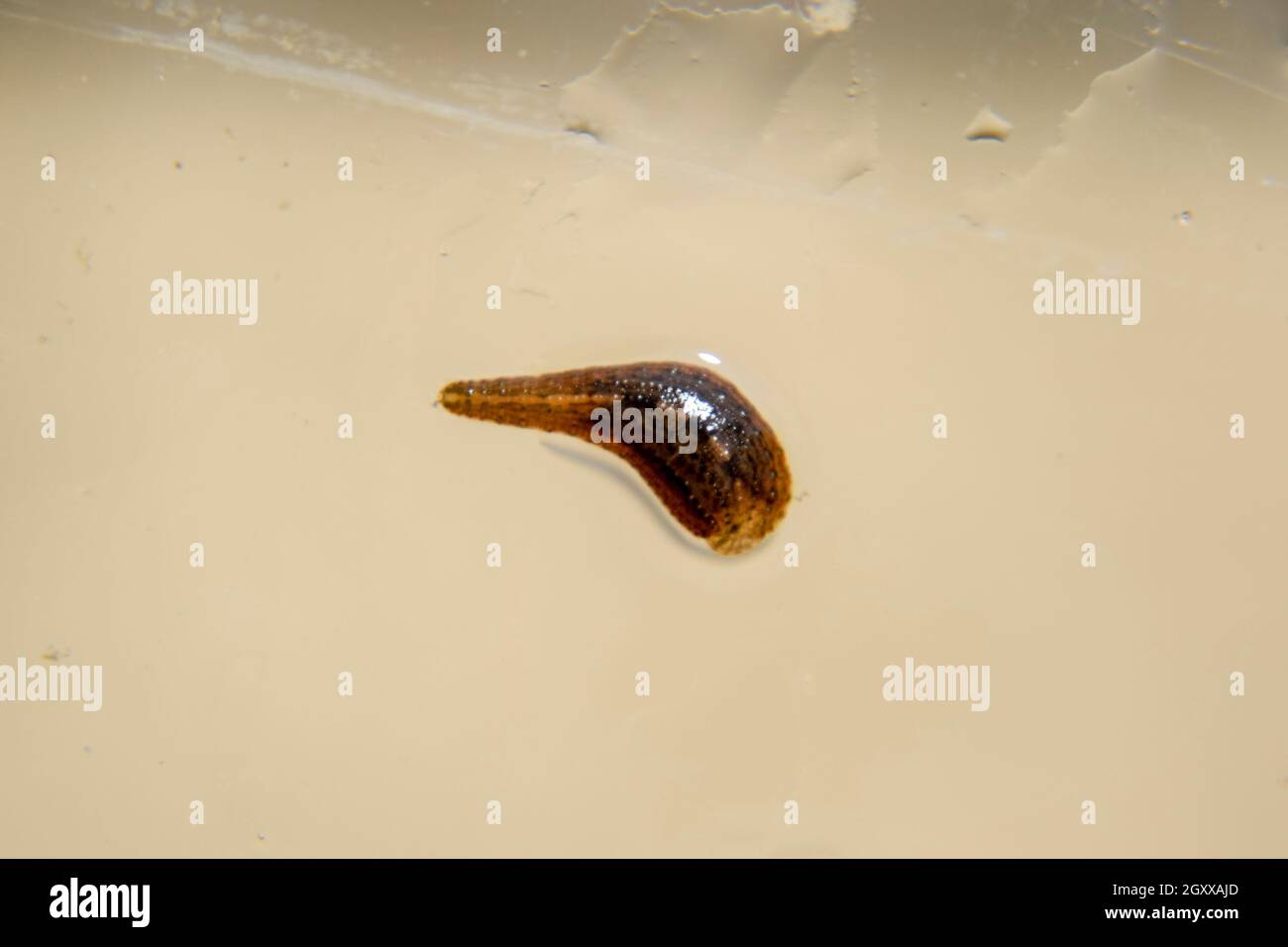 Leech on the glass. Bloodsucking animal. subclass of ringworms from the ...