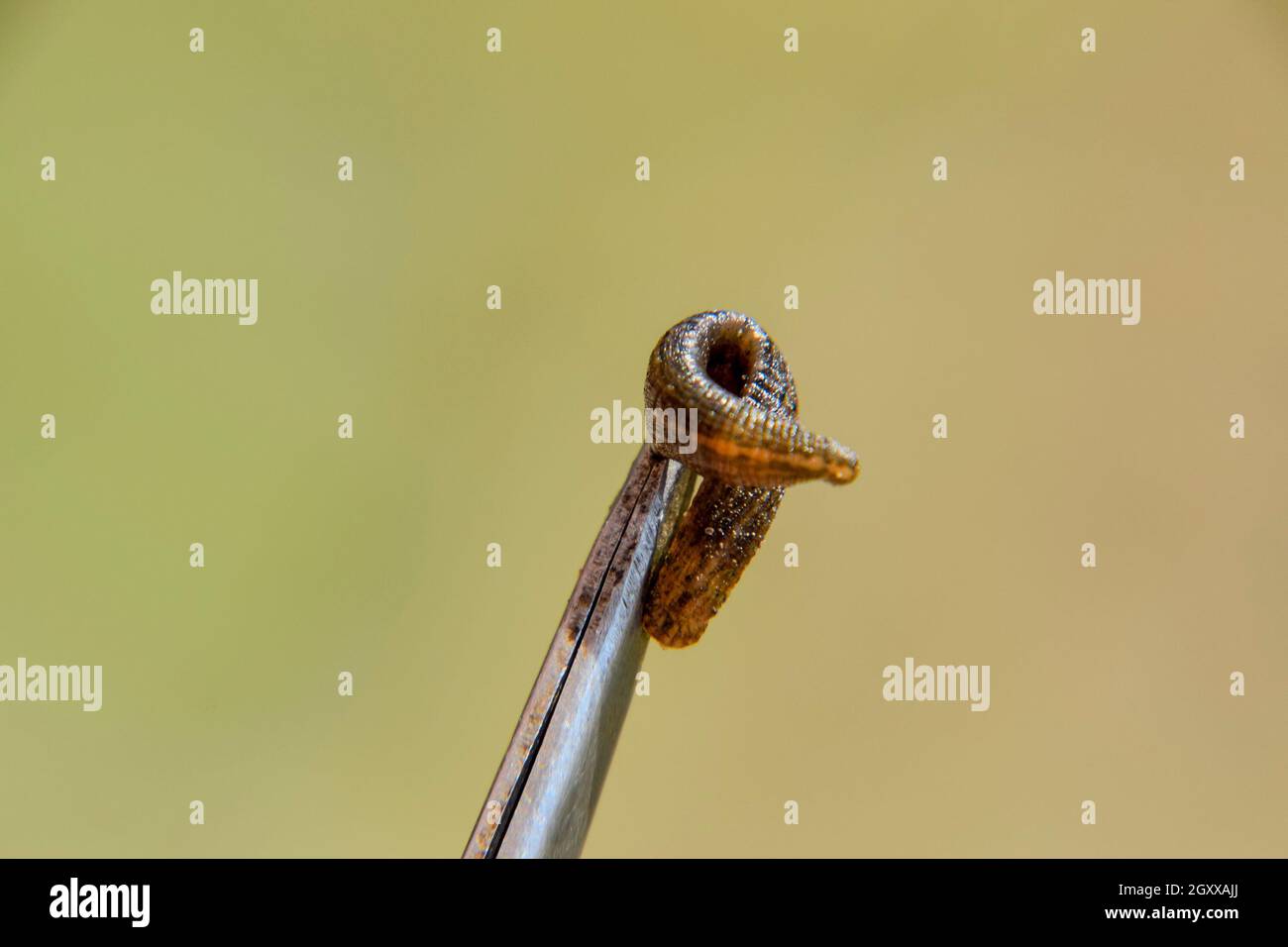 Leech on the tweezers. Bloodsucking animal. subclass of ringworms from ...