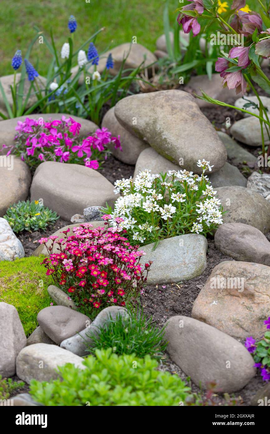 Beautiful colorful spring rock garden, blooming flowers Stock Photo - Alamy