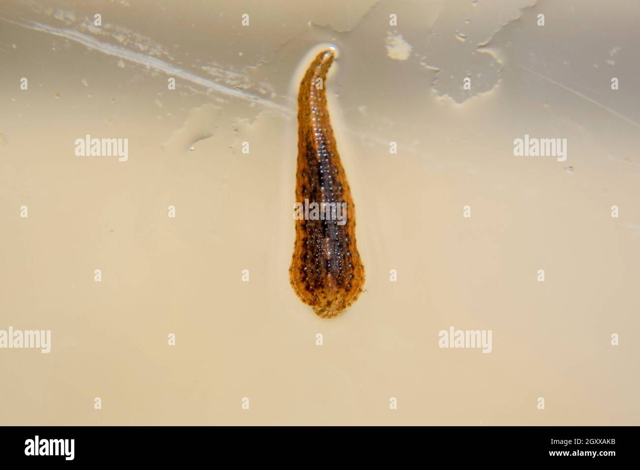 Leech on the glass. Bloodsucking animal. subclass of ringworms from the ...