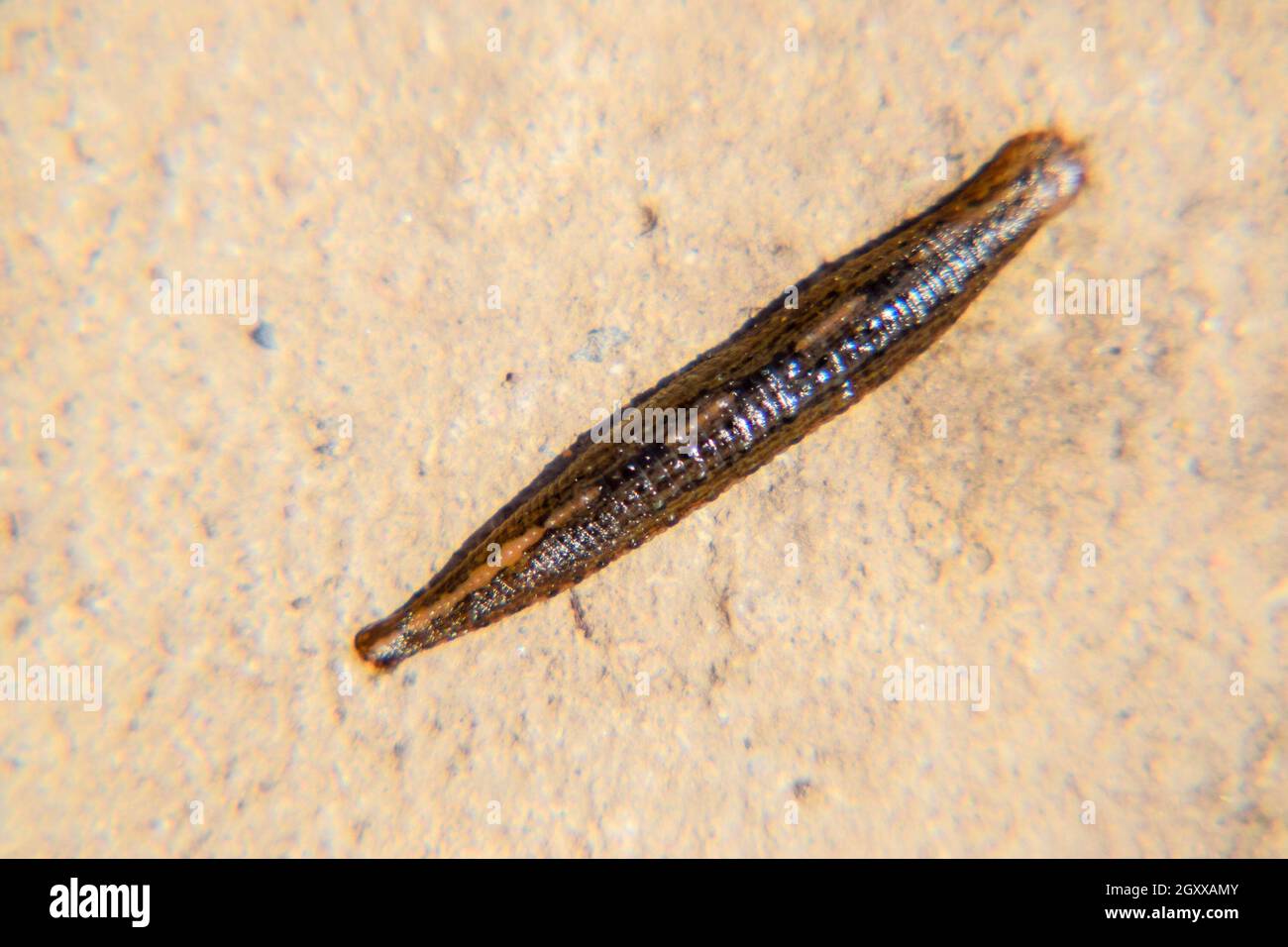 Leech on the tweezers. Bloodsucking animal. subclass of ringworms from ...