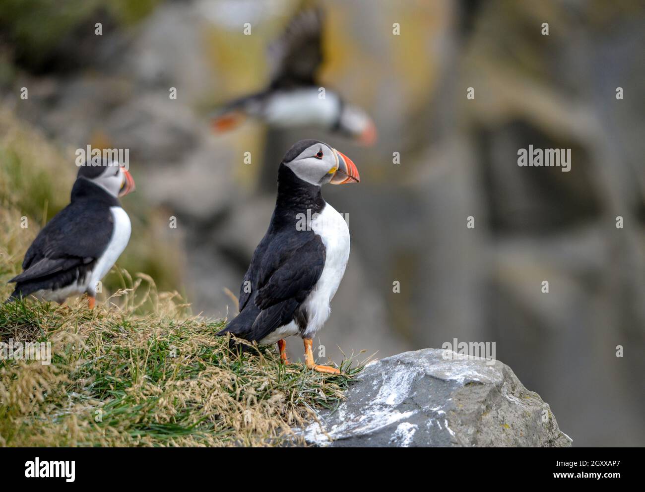 The Atlantic puffin, also known as the common puffin Stock Photo - Alamy